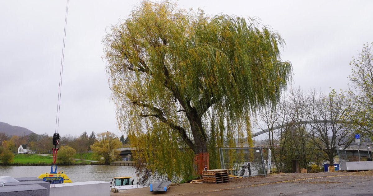 Konz: Trauerweide am Saarufer wird gefällt | Stadt & Verbandsgemeinde Konz