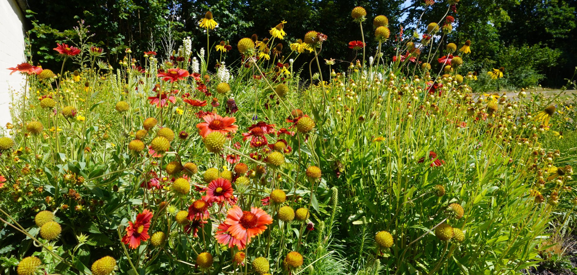 Klimaangepasste Pflanzen für die Stadt Konz | Stadt & Verbandsgemeinde Konz
